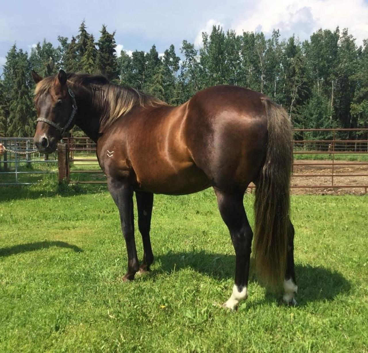 Gallery - Heartland Quarter Horses